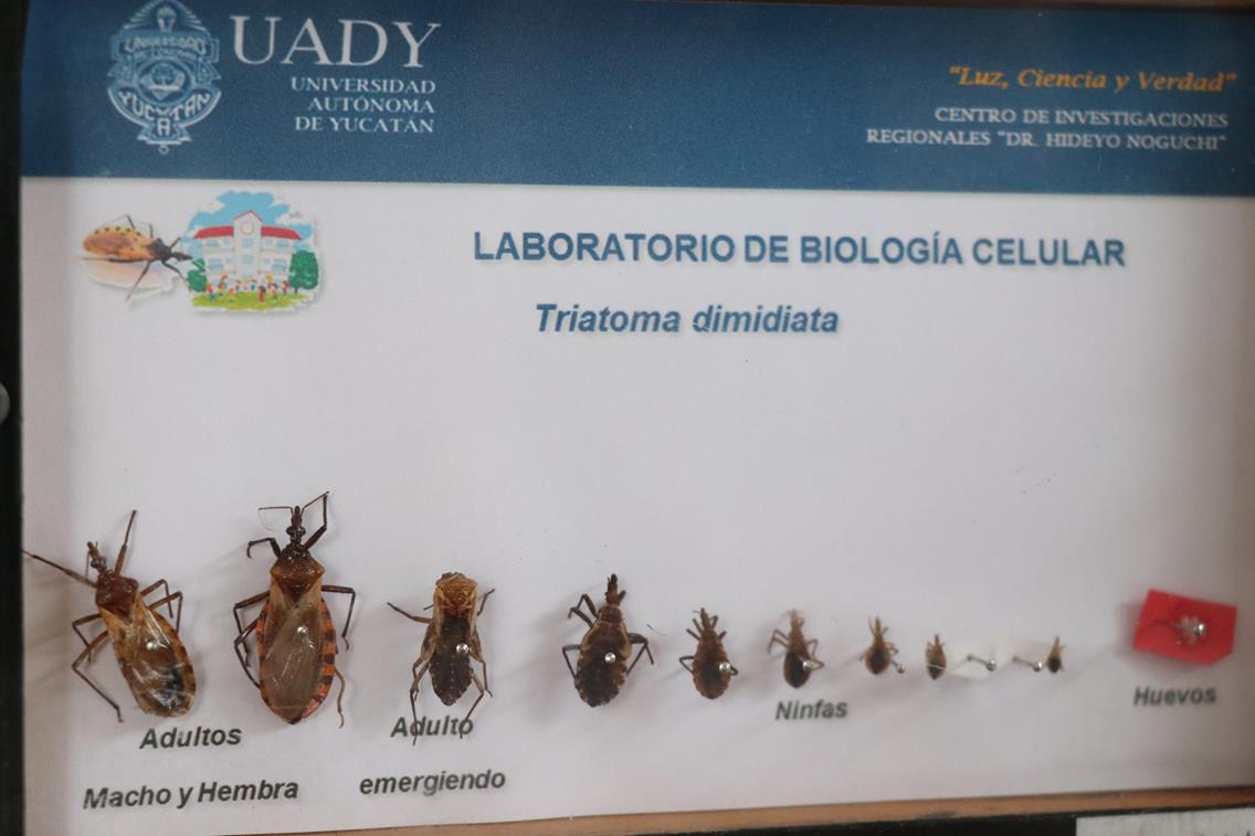 Más de 60 mil personas en Yucatán están infectadas con el mal de Chagas ...
