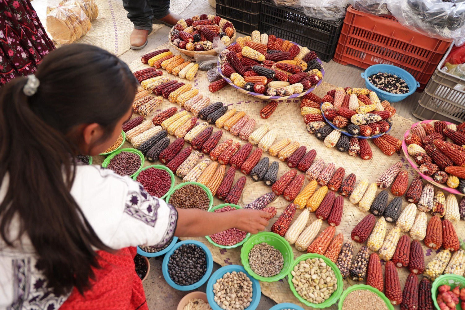 Muestran riqueza de maíces en la 11va Feria Estatal de ...